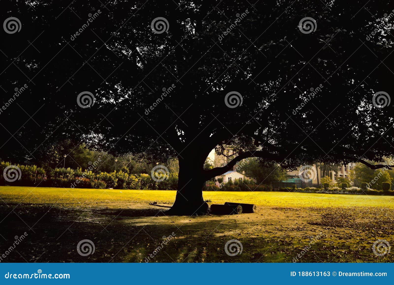 Tree Providing Shade with Beautiful Colours Stock Image - Image of ...