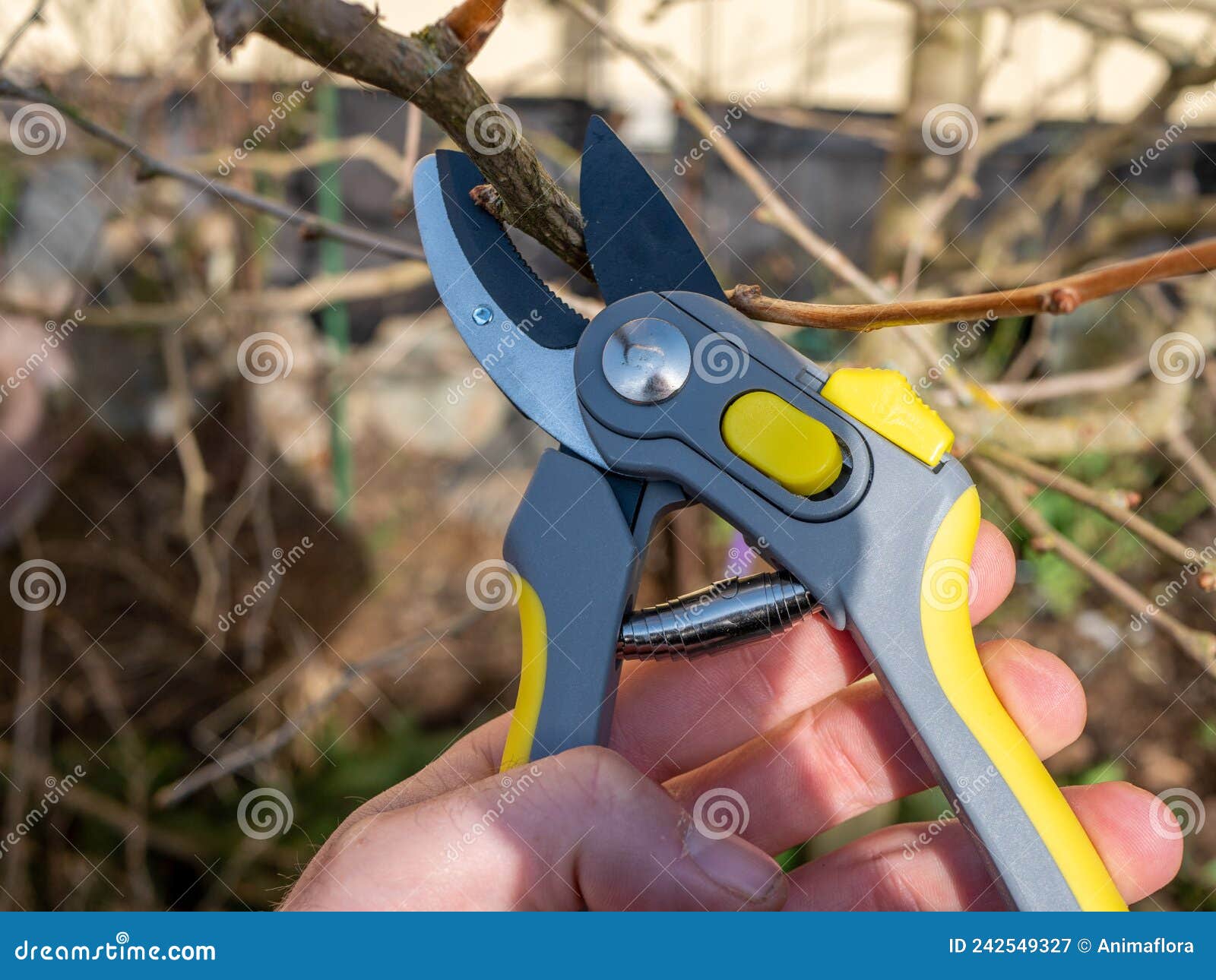 Tree Pruning in the Garden with Scissors Stock Image - Image of branch ...