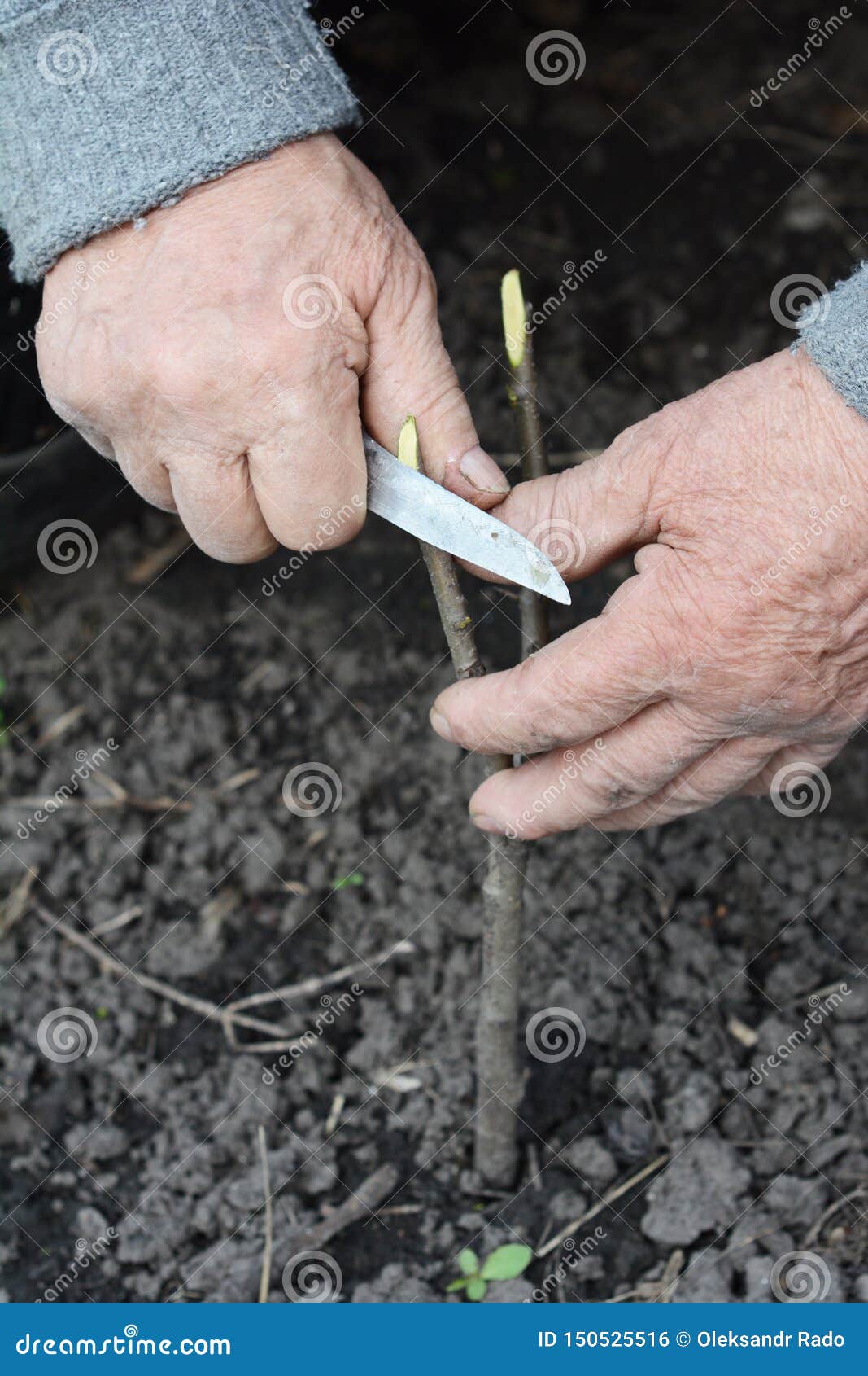 Gardener Man Grafting And Budding Fruit Tree In Springtime. Step-by ...