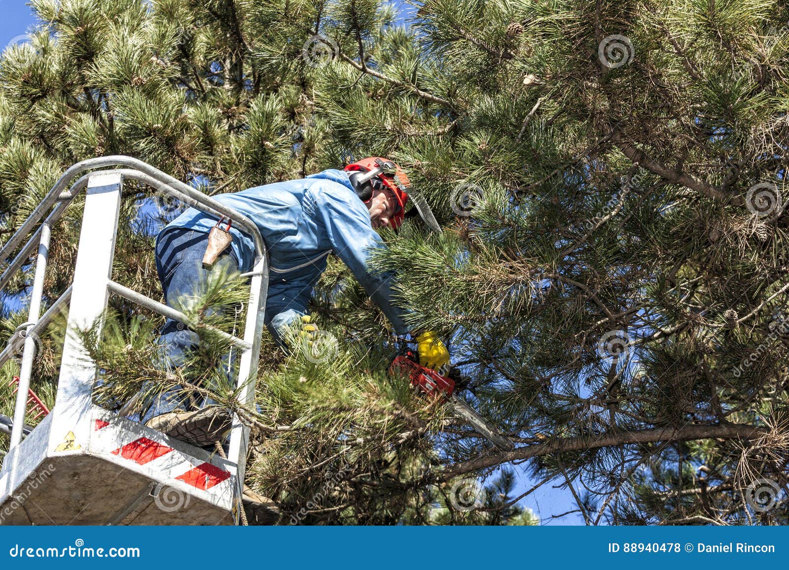 Tree Pruning by a Man with a Chainsaw, Standing on a Mechanical ...