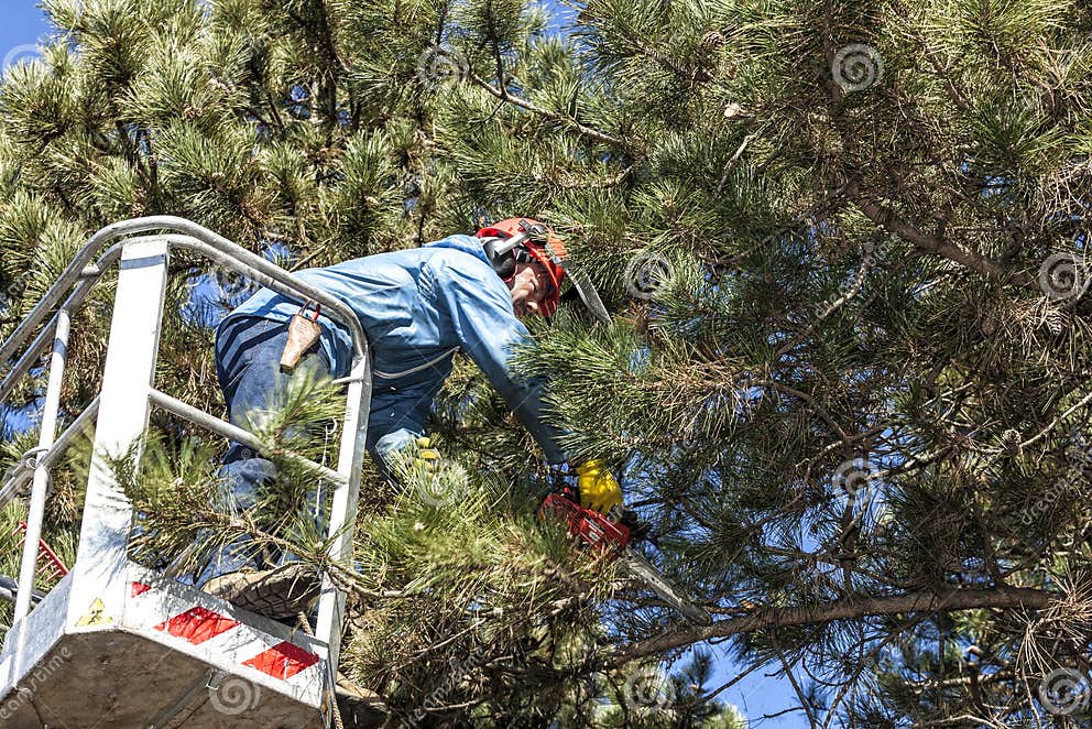 Tree Pruning by a Man with a Chainsaw, Standing on a Mechanical ...