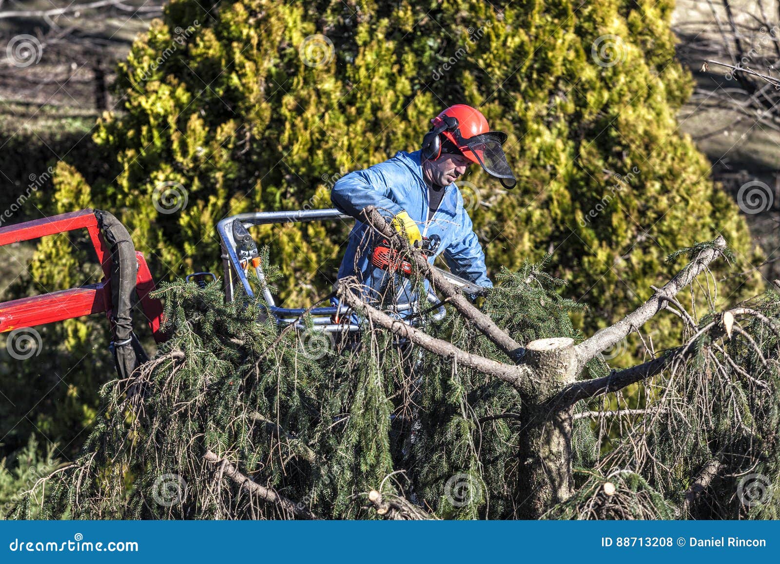 Tree Pruning by a Man with a Chainsaw, Standing on a Mechanical ...
