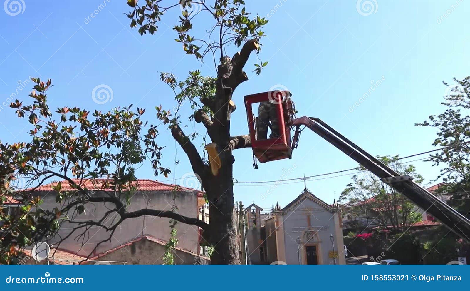 Tree Pruning and Sawing by a Man with a Chainsaw, Standing on a ...
