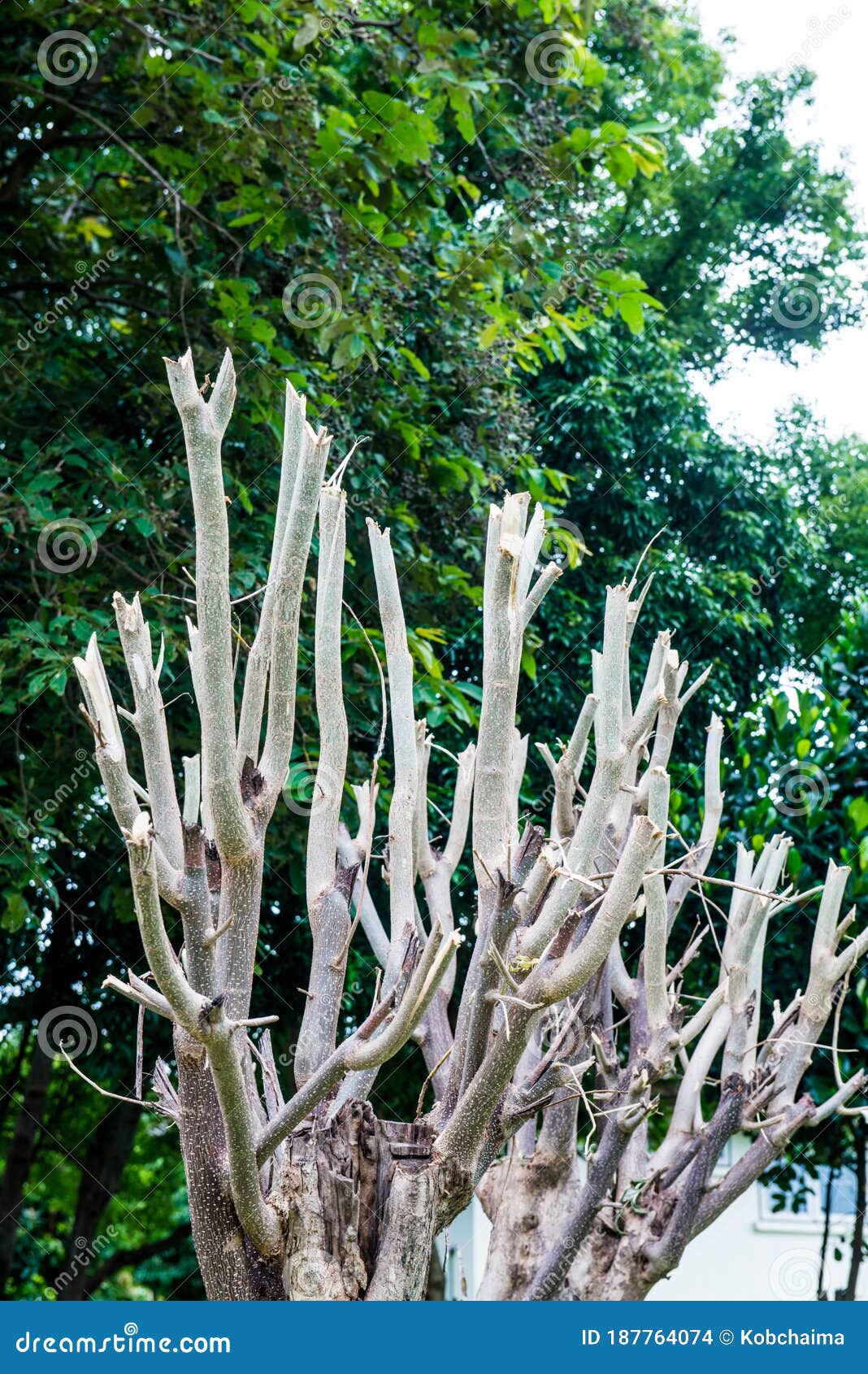Tree pruning in nature stock photo. Image of trunk, winter - 187764074