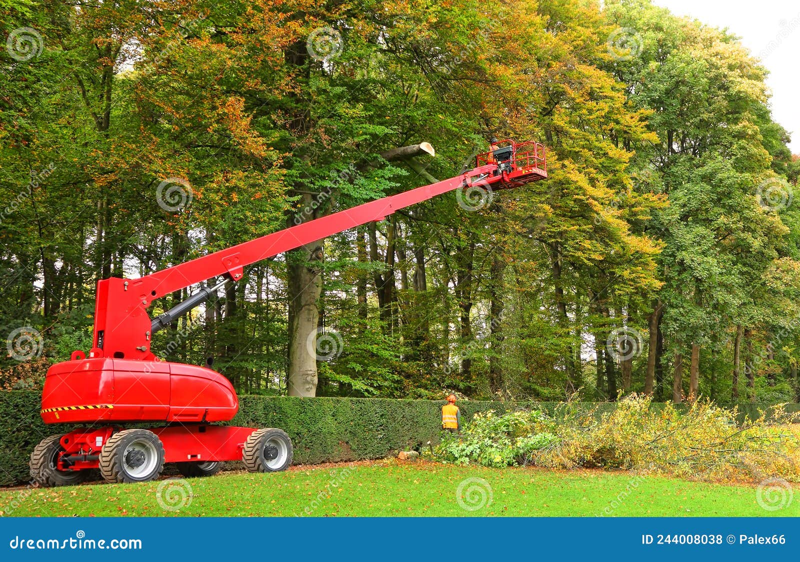 Tree pruning stock photo. Image of lumberjack, chips - 244008038