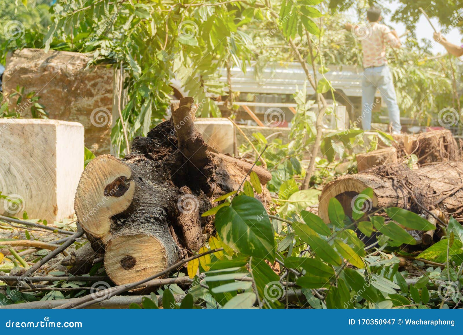 Tree pruning stock image. Image of camiongrue, camion - 170350947