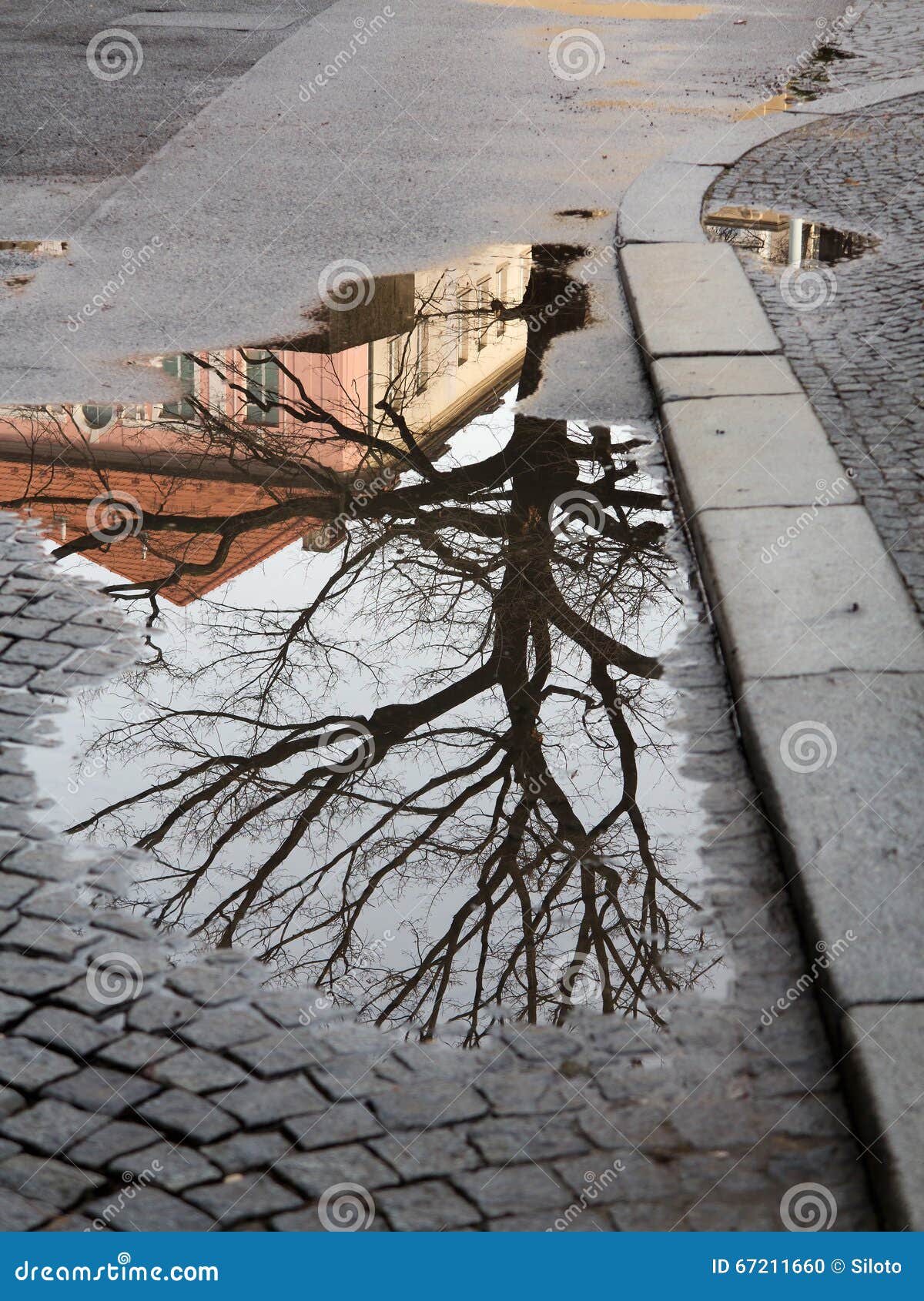 Tree in the Puddle stock photo. Image of puddle, plash - 67211660