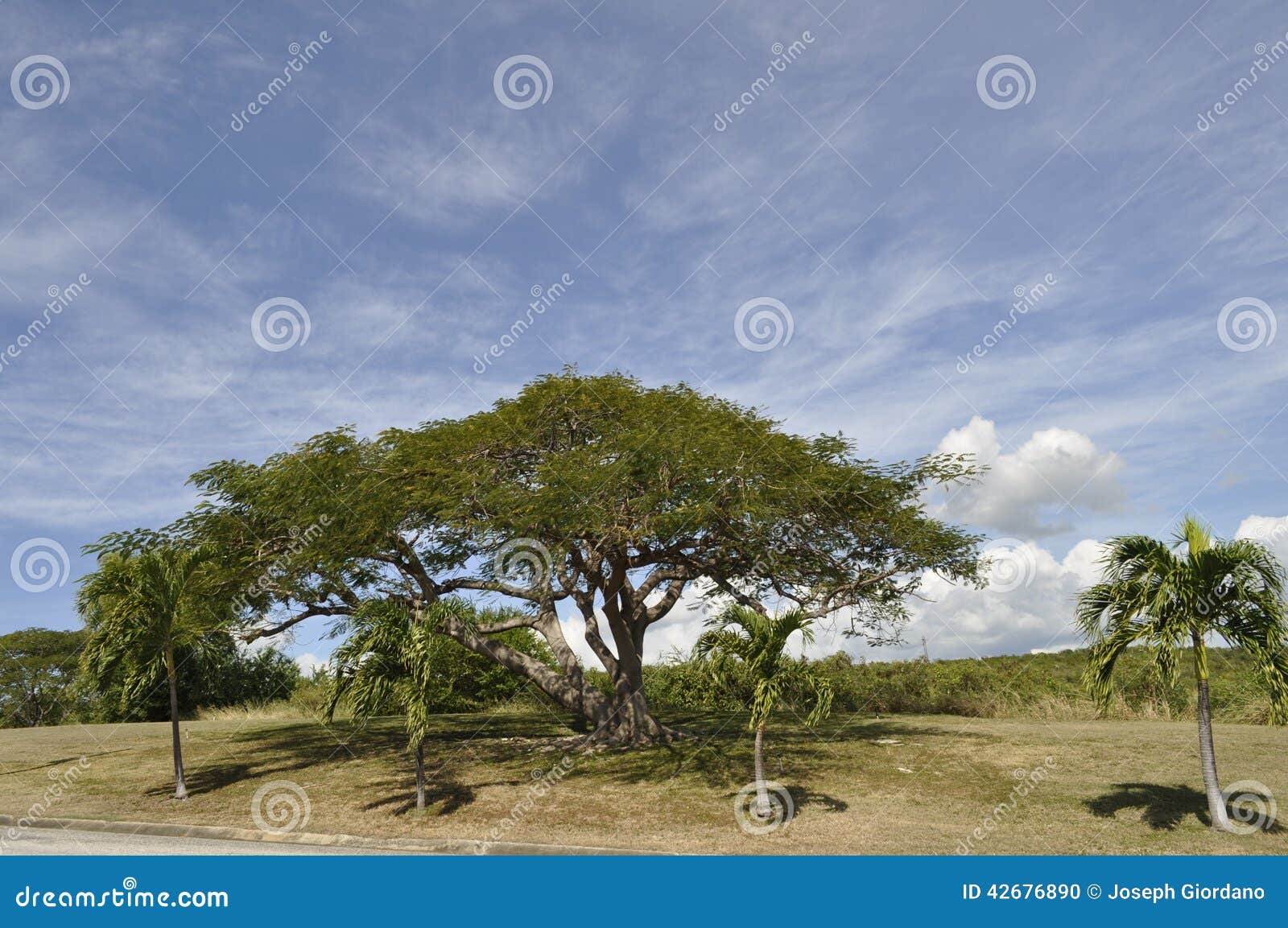 Tree from Puerto Rico stock photo. Image of single, puerto - 42676890