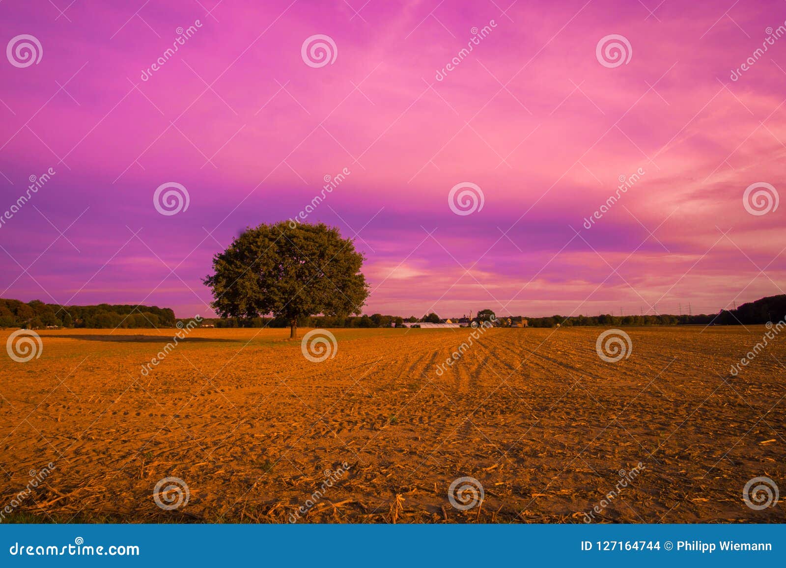 A tree with a purple sky stock photo. Image of palm - 127164744