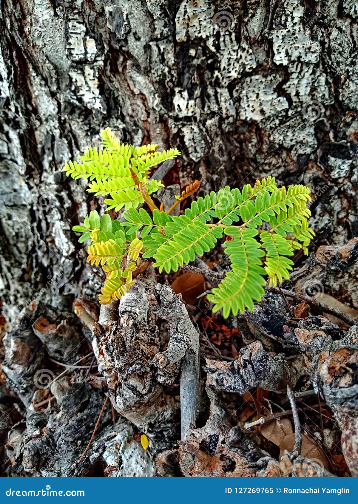 Tree Put Forth Fresh Leaves Stock Image - Image of beautiful, grow ...