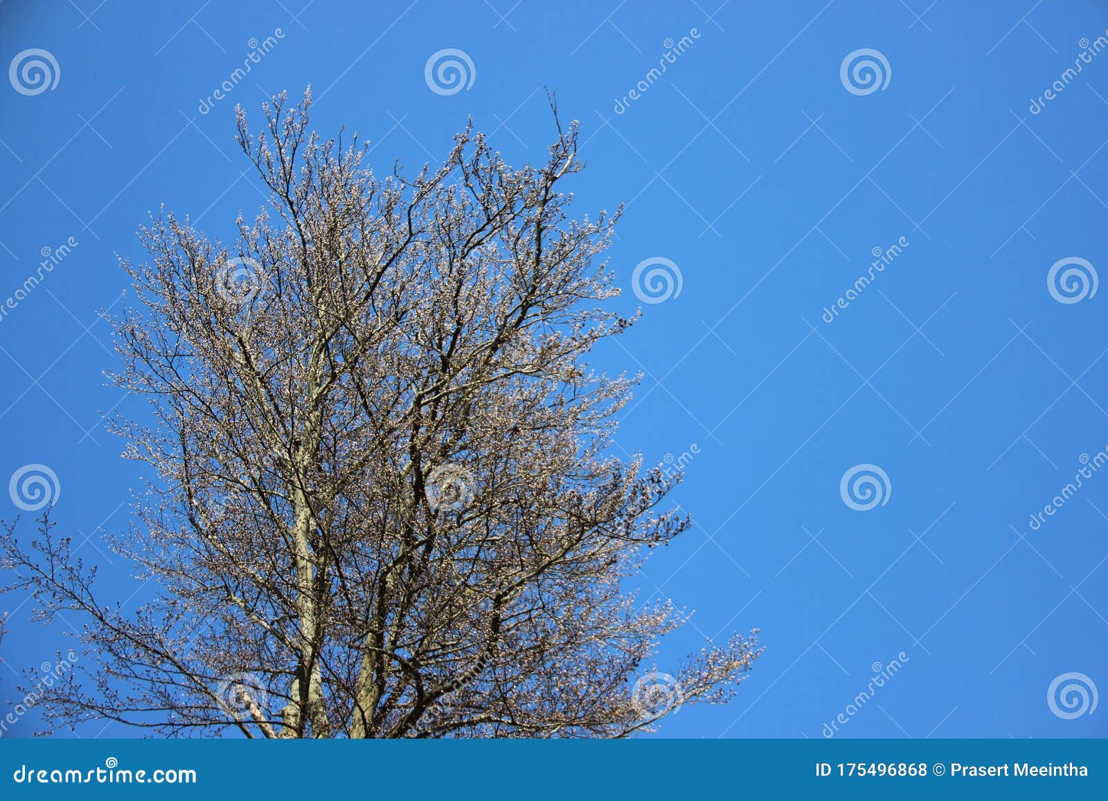 Nature. Tree Put Forth Fresh Leaves in Spring Stock Photo - Image of ...