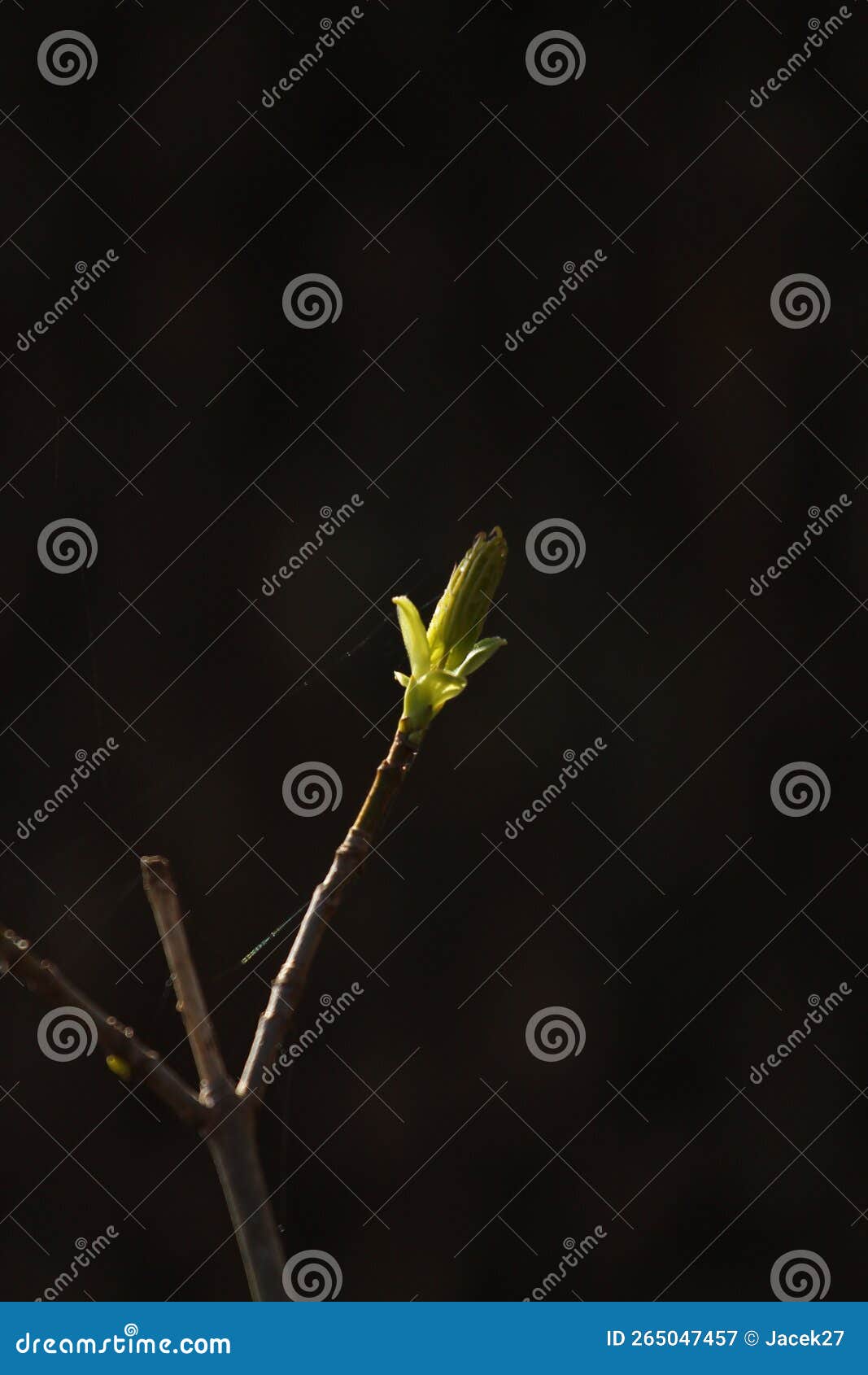 The tree puts out new buds stock image. Image of bird - 265047457
