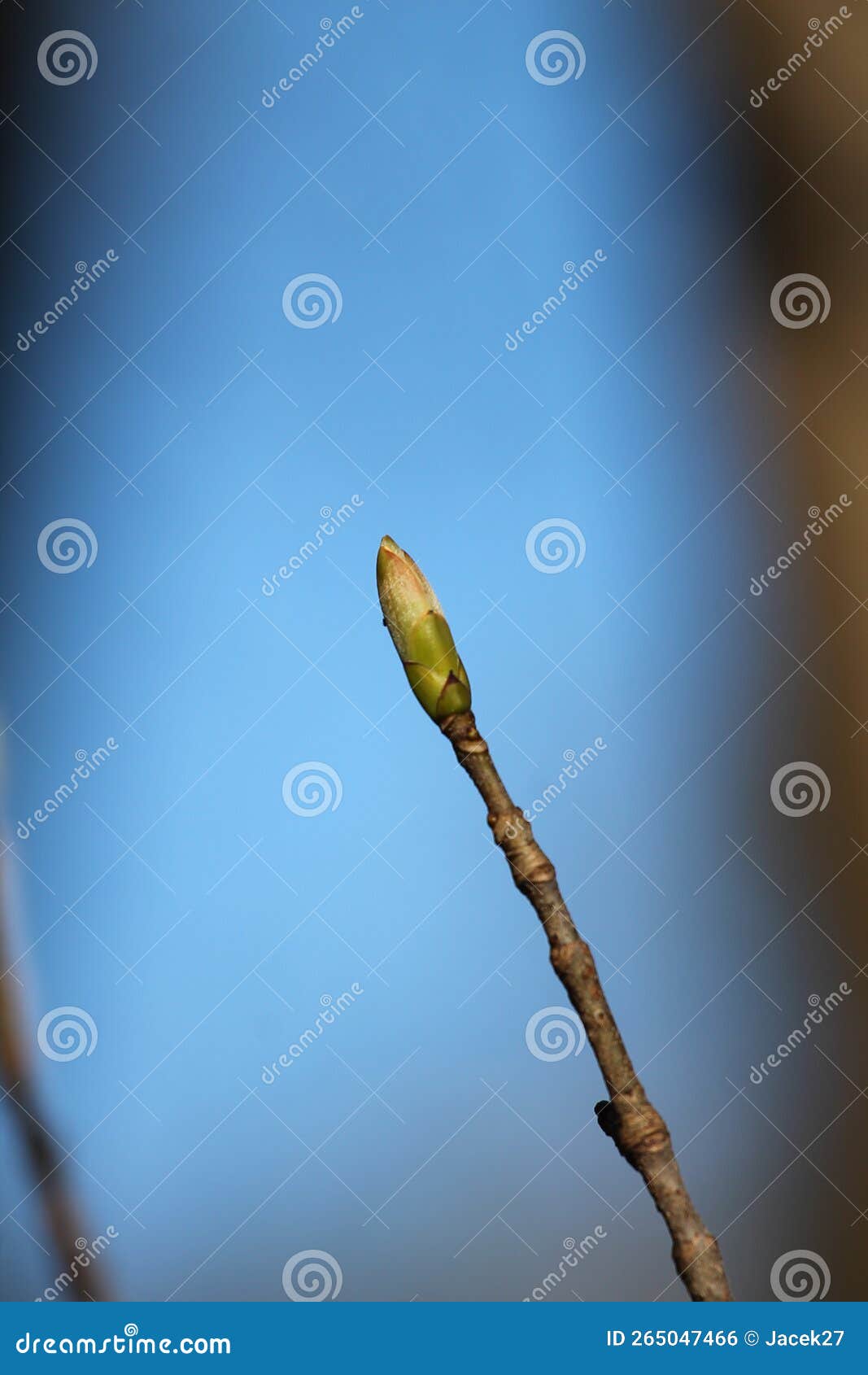 The tree puts out new buds stock photo. Image of tree - 265047466