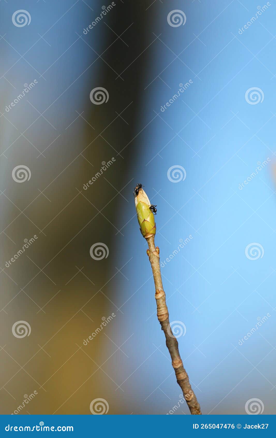 The tree puts out new buds stock photo. Image of bird - 265047476