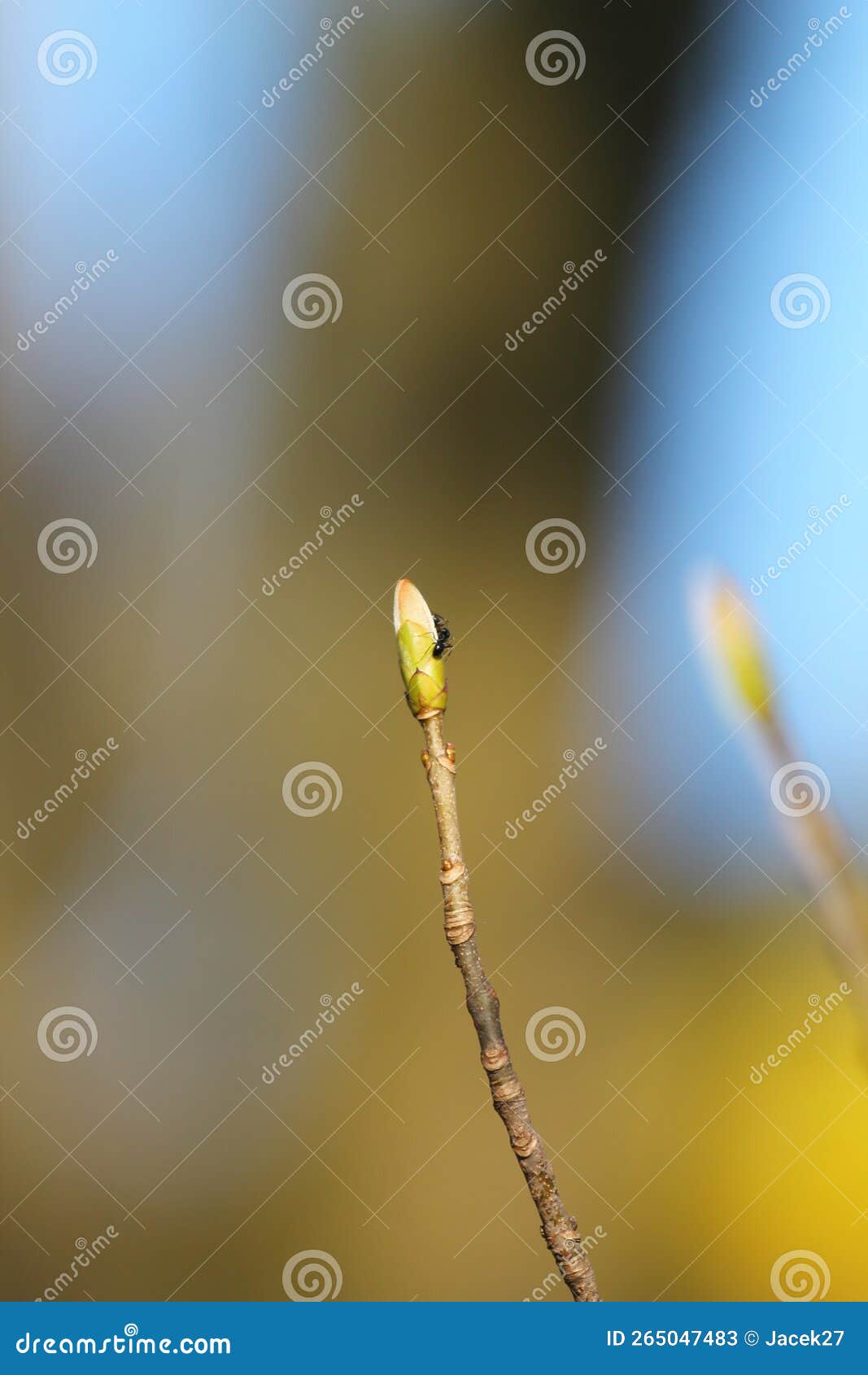 The tree puts out new buds stock image. Image of green - 265047483