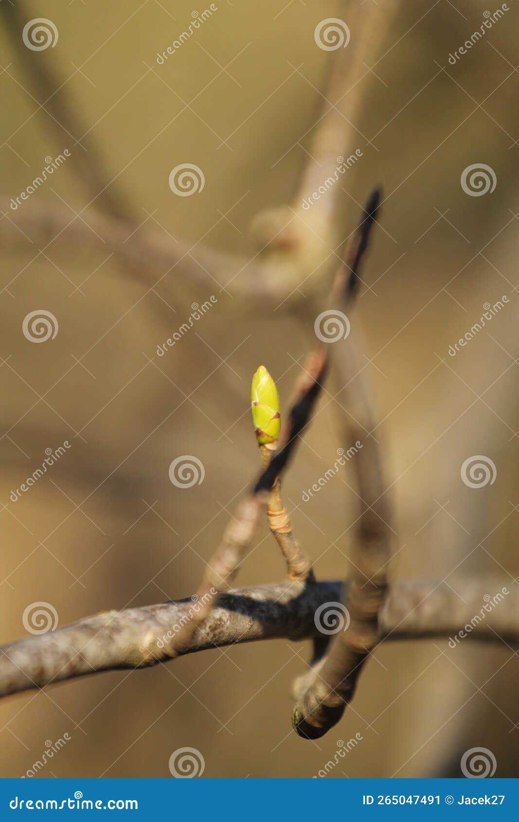 The tree puts out new buds stock image. Image of branch - 265047491