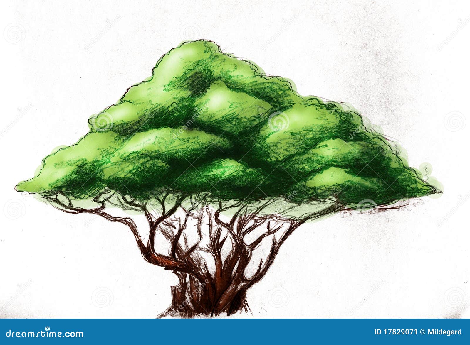 Tree With Pyramid Shaped Crown Royalty-Free Stock Photography ...