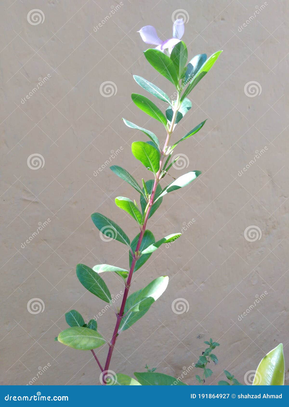 A Tree is Queen of Night. so Cute Look Stock Image - Image of cute ...