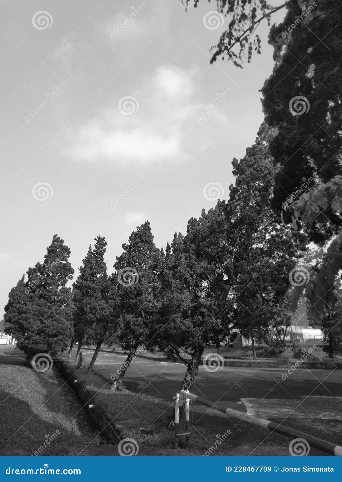 Tree and Quite Windy Road stock image. Image of monochrome - 228467709