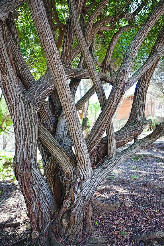Tree Rabat stock image. Image of africa, tree, botany - 18060613