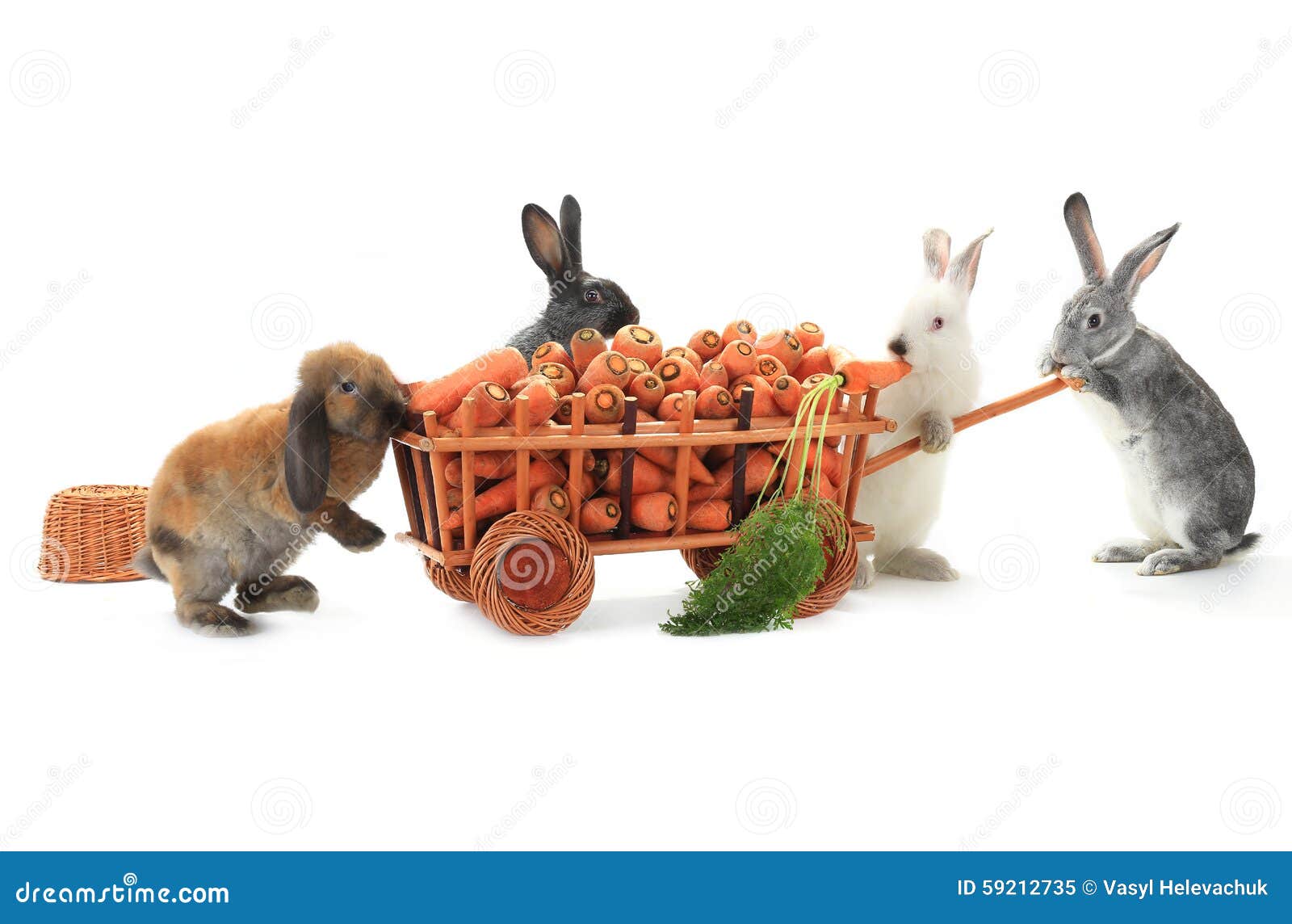 Tree rabbits stock image. Image of animal, bunny, newborn - 59212735