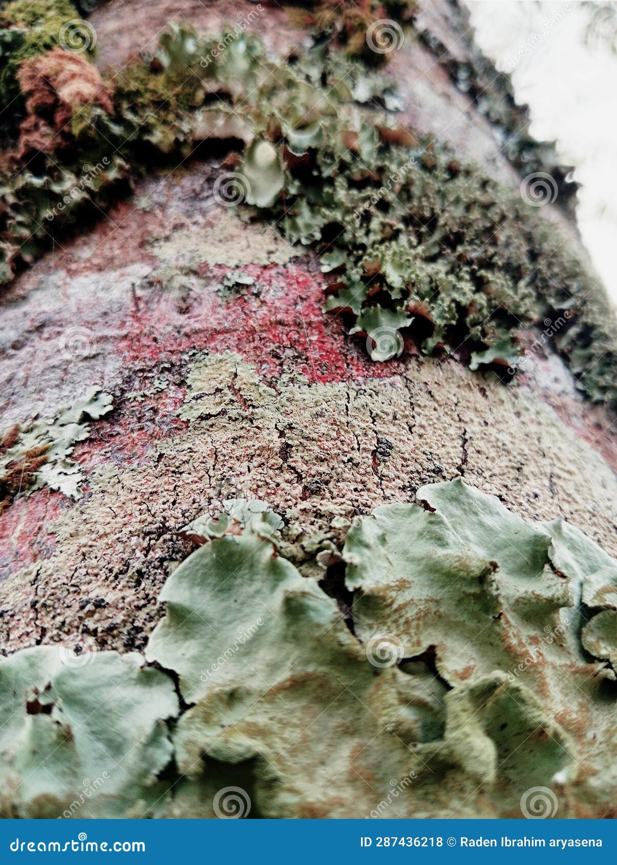 Tree of Raden Ayu Ganitri in the Forest Stock Photo - Image of natural ...