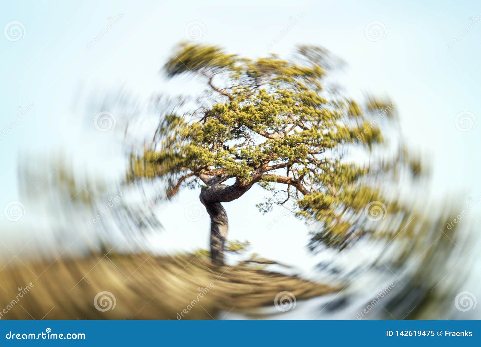 Tree with Radiant Power in the Vortex Stock Image - Image of natural ...