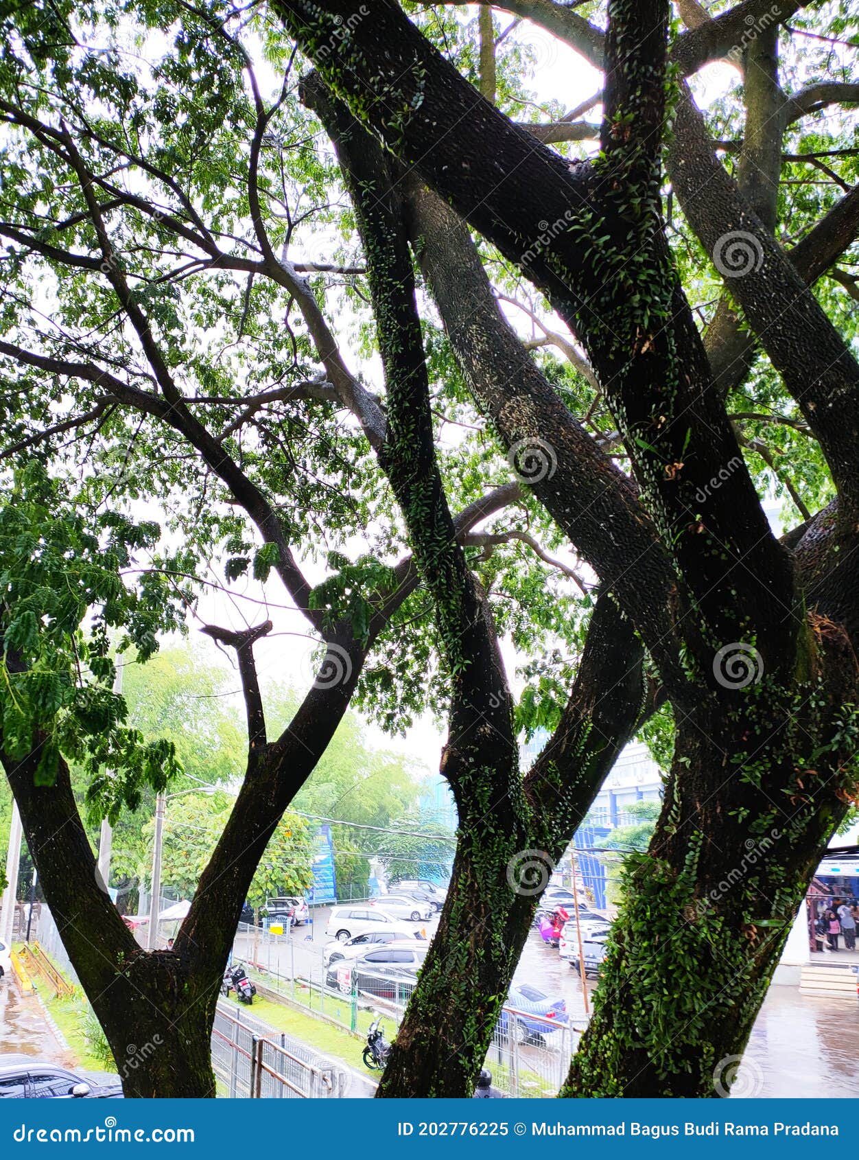 Tree in rain stock image. Image of deciduous, sunlight - 202776225