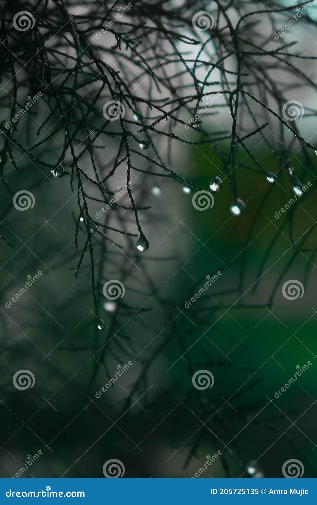Tree after Rain with Drops of Water Stock Image - Image of flower, twig ...
