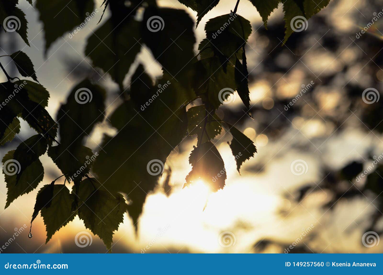 Tree after rain stock photo. Image of leaves, raindrops - 149257560