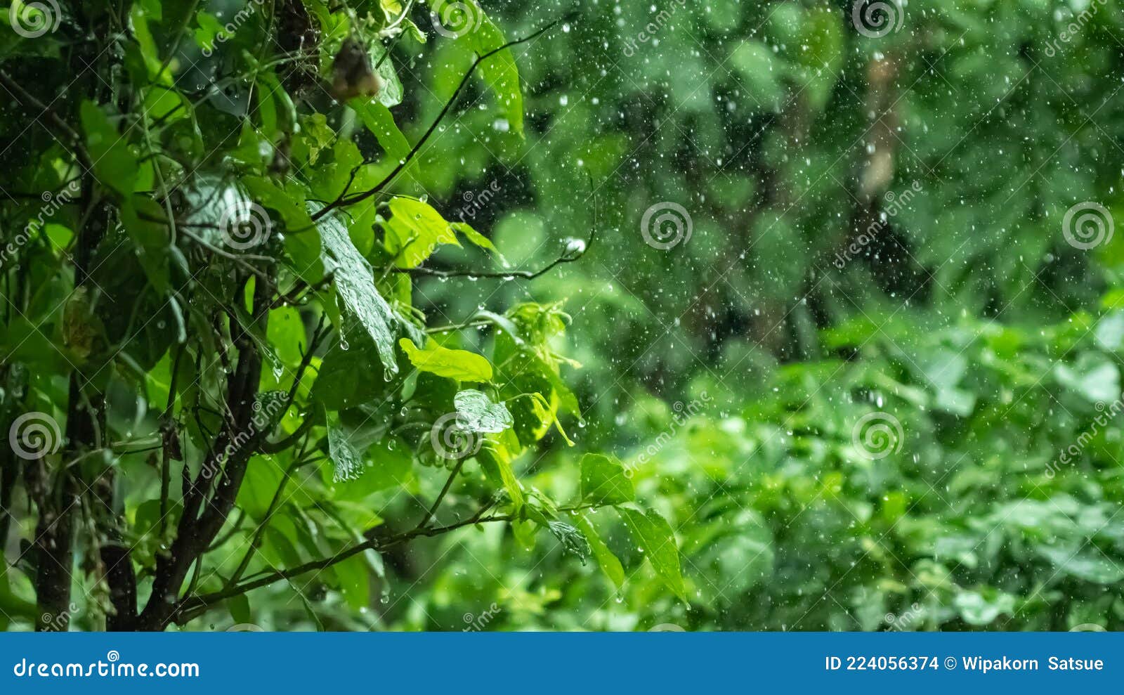 Rain Falling On Trees