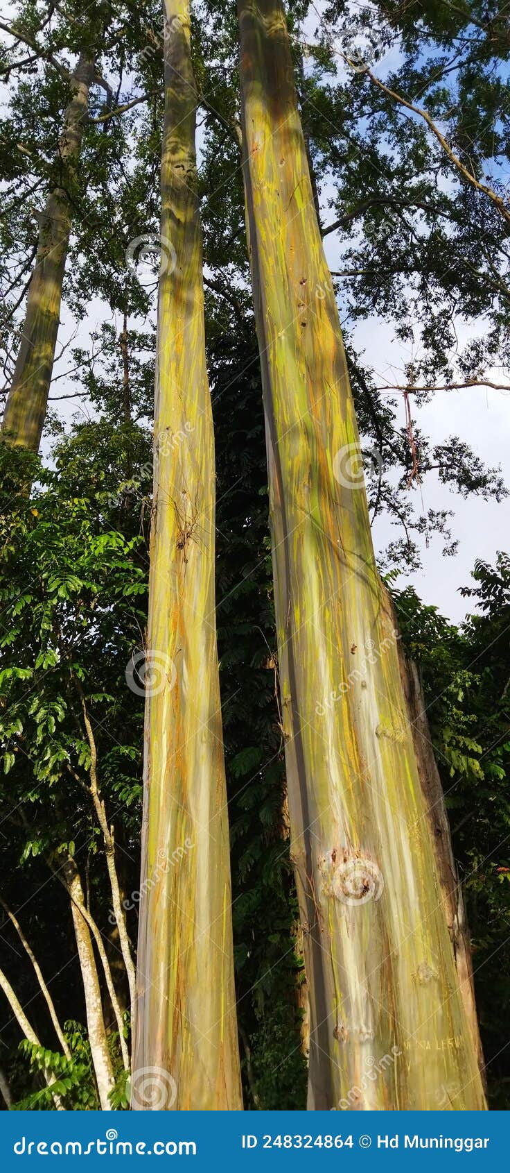 A Tree with a Rainbow-colored Trunk Towering Over Stock Photo - Image ...