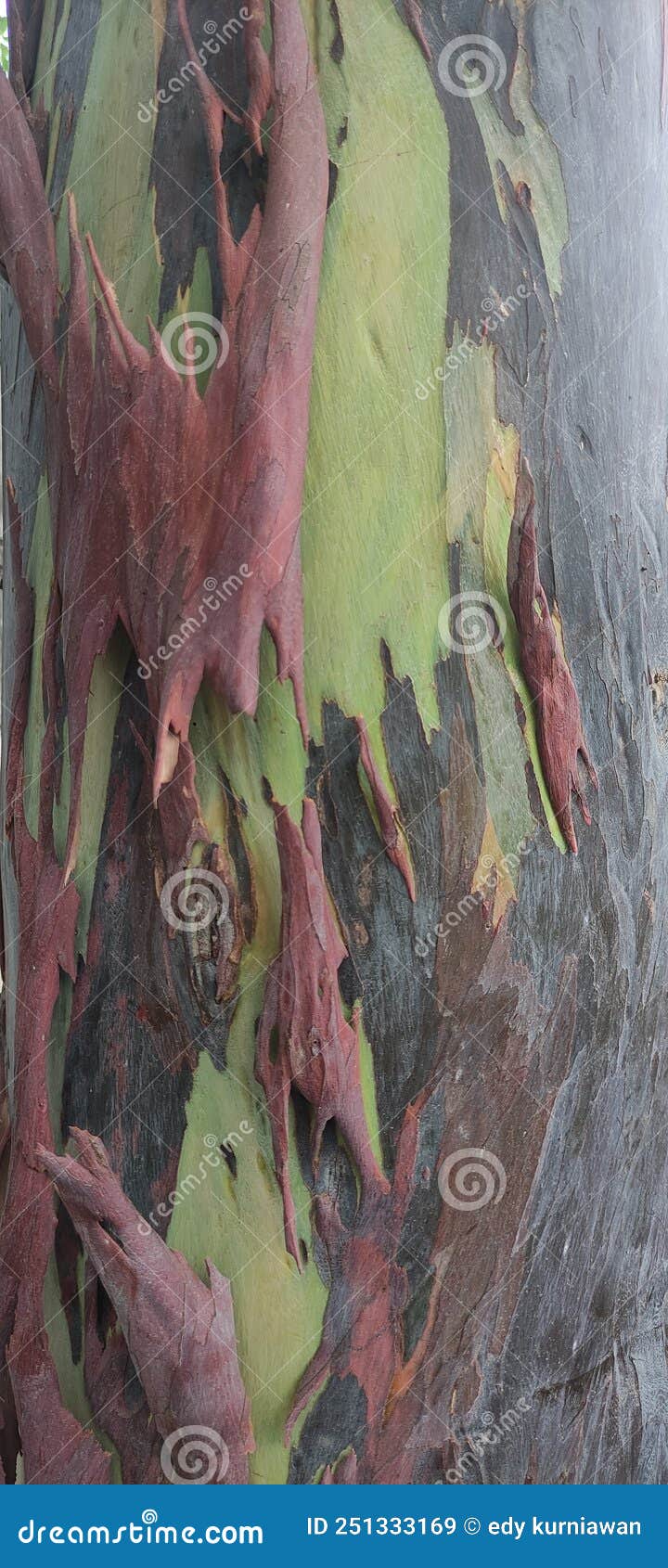 Tree Rainbow Eucalyptus Trunk Landscape Stock Image - Image of trunk ...