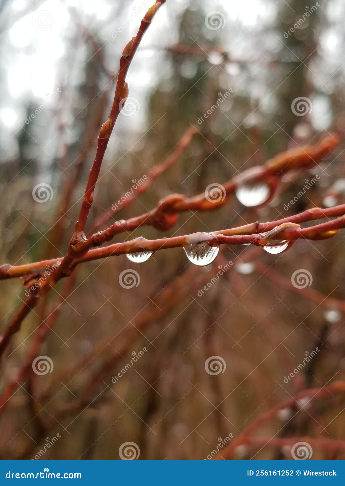 Tree with Raindrops in the Garden Stock Photo - Image of view ...