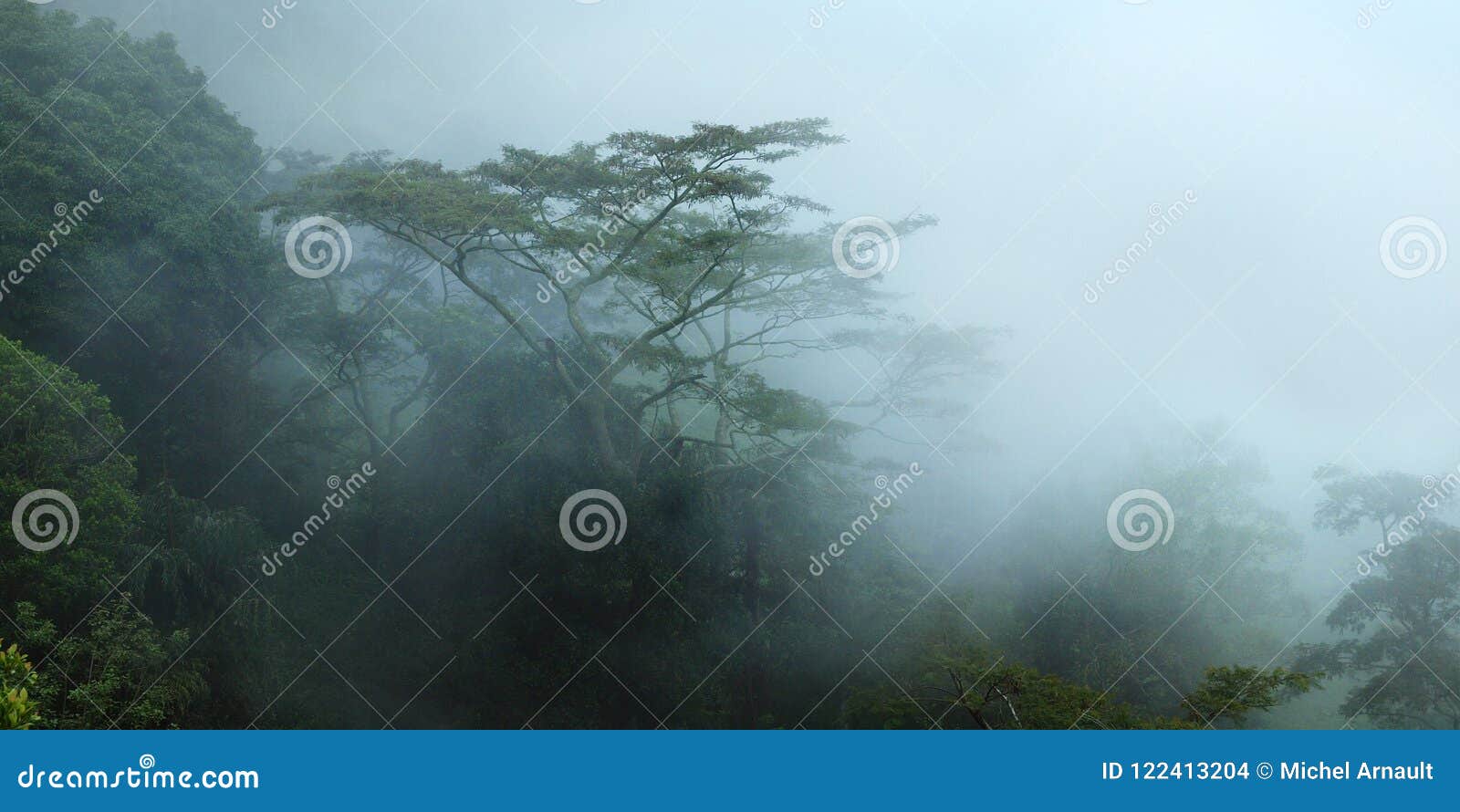 Tree in Rainforest Under the Mist Stock Photo - Image of environment ...