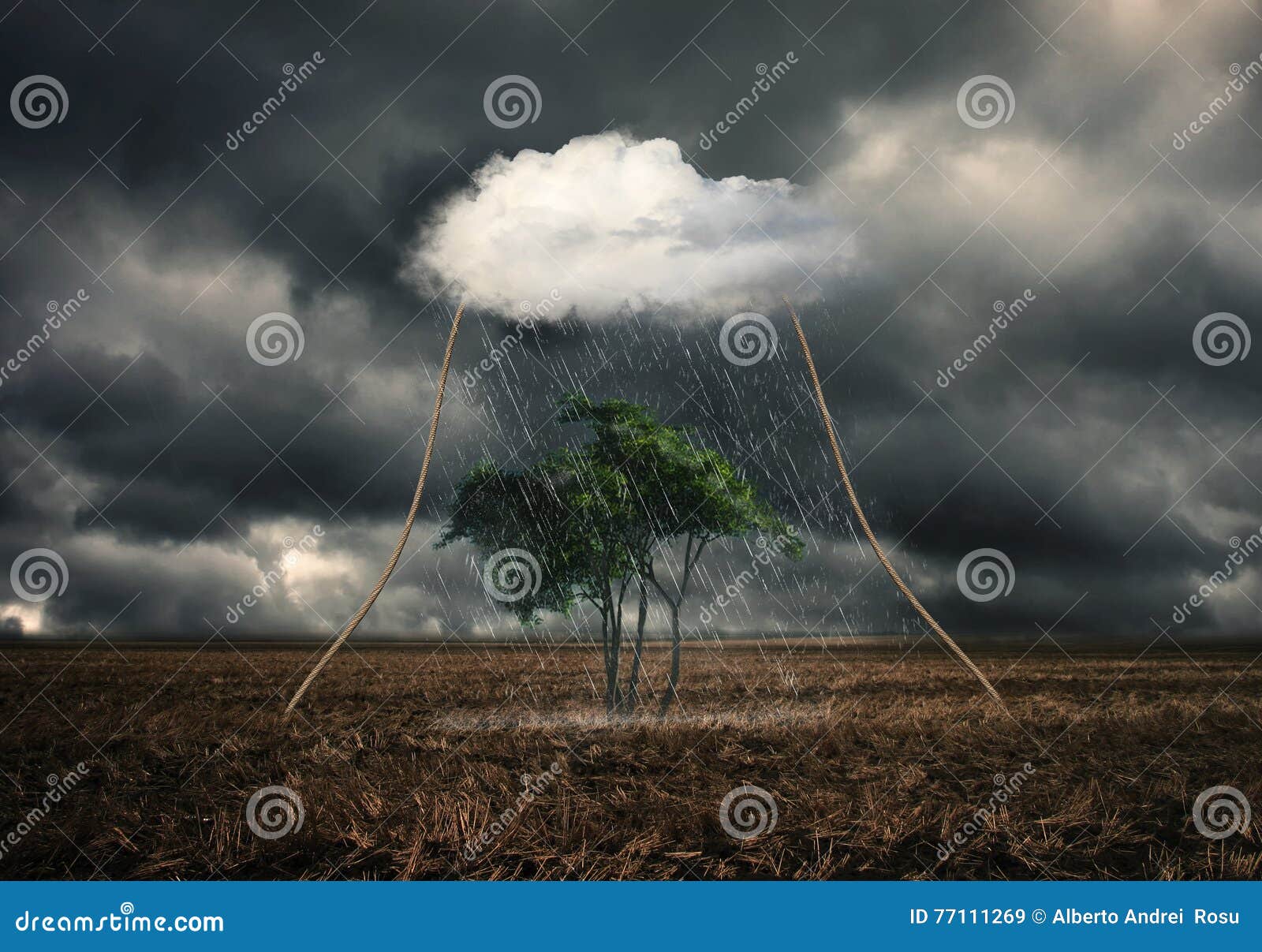 Tree on raining stock image. Image of abstract, green - 77111269