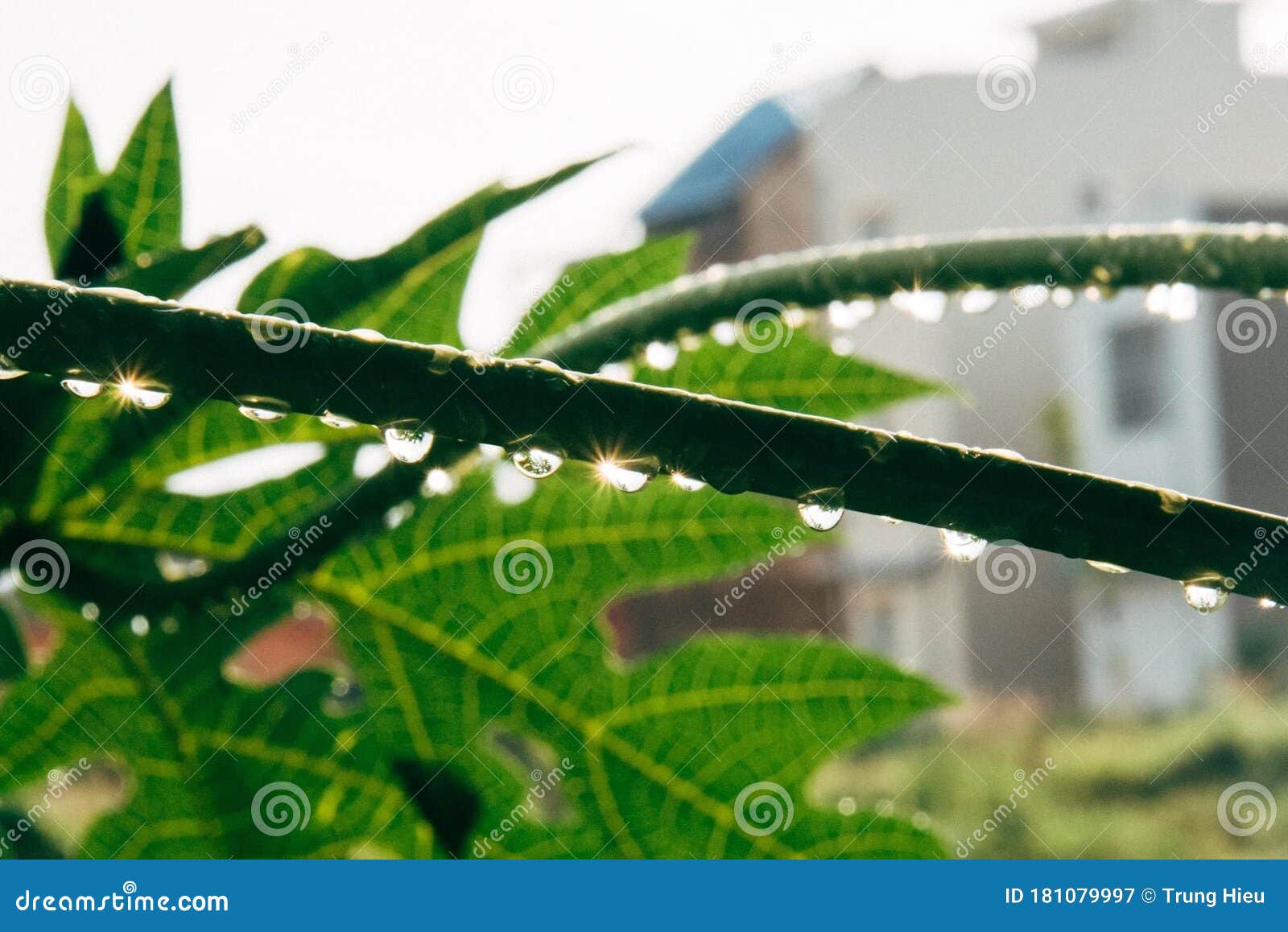 The Tree after Raining with Sun Light Stock Image - Image of light ...
