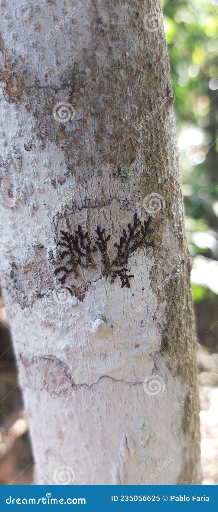 The tree in the tree stock image. Image of ramification - 235056625