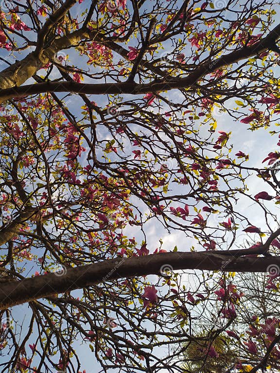 Tree Ramifications. Nature and Art Stock Image - Image of nature, tree ...