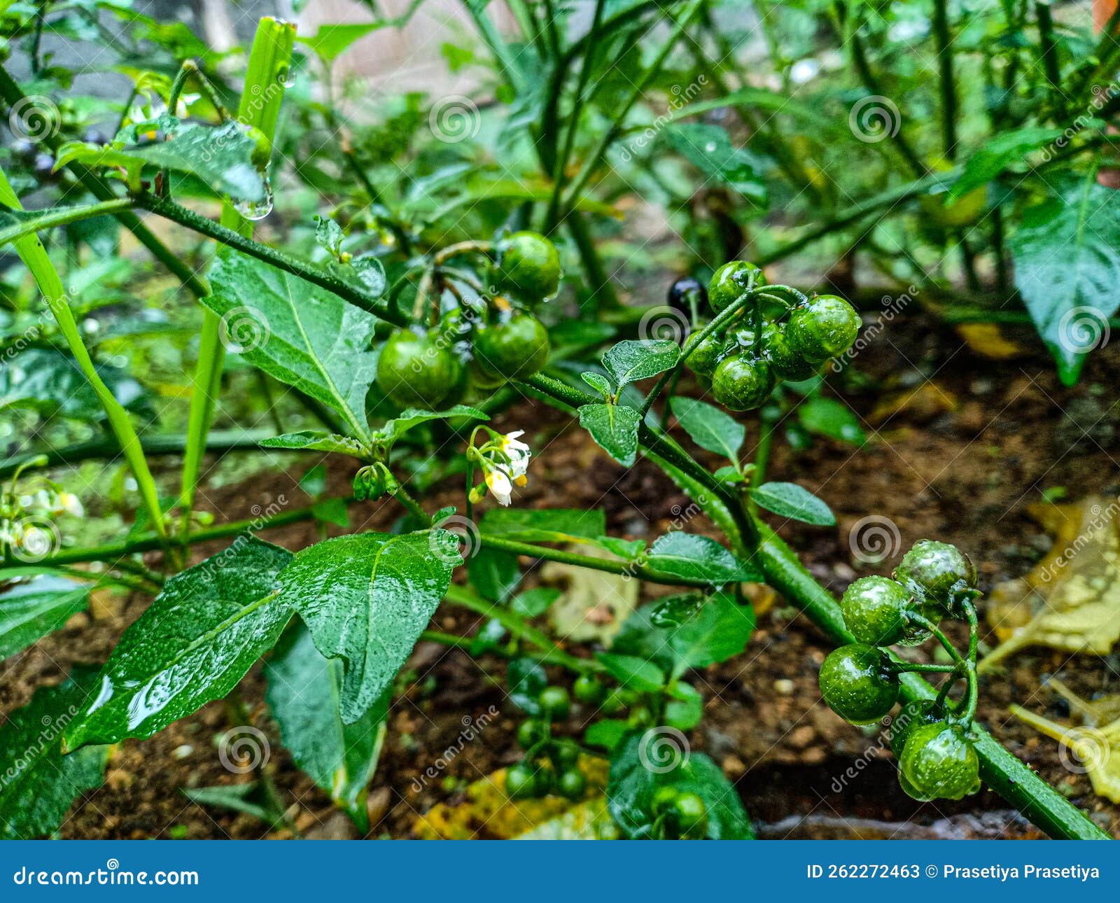 The tree of Ranti fruit stock image. Image of herb, nature - 262272463