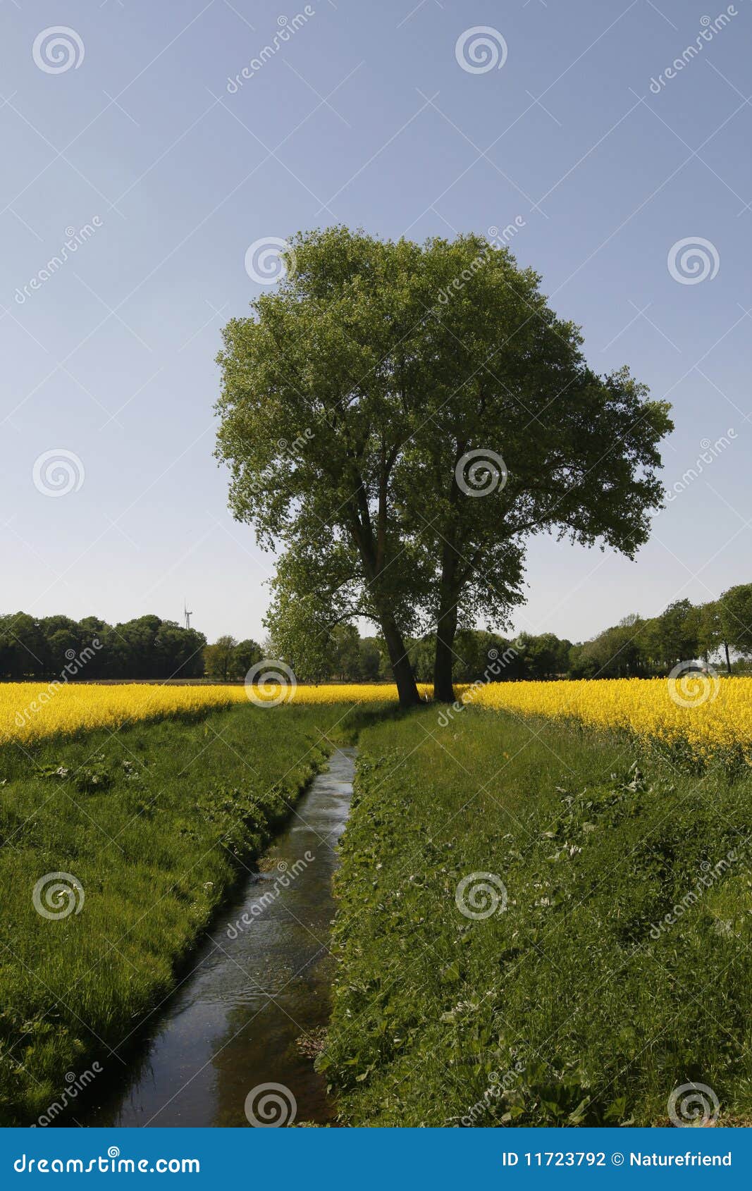 Tree with Field an Brook in Germany Stock Photo - Image of color, brook ...