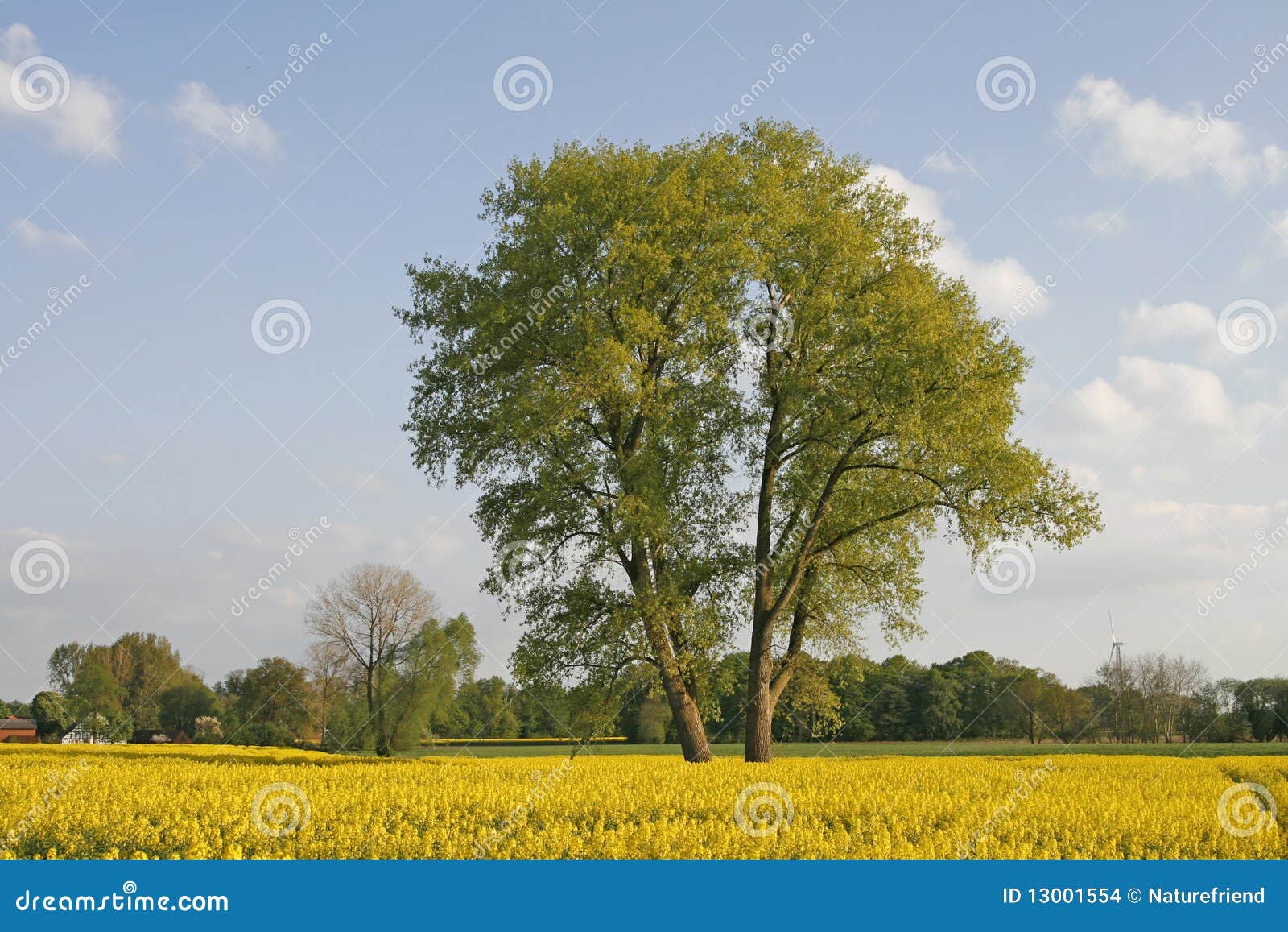 Tree with Field in Lower Saxony, Germany Stock Photo - Image of ...