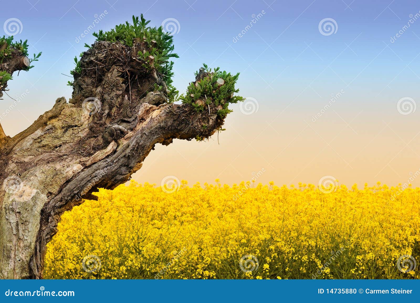 Tree and Rapeseed field stock photo. Image of blue, rapeseed - 14735880