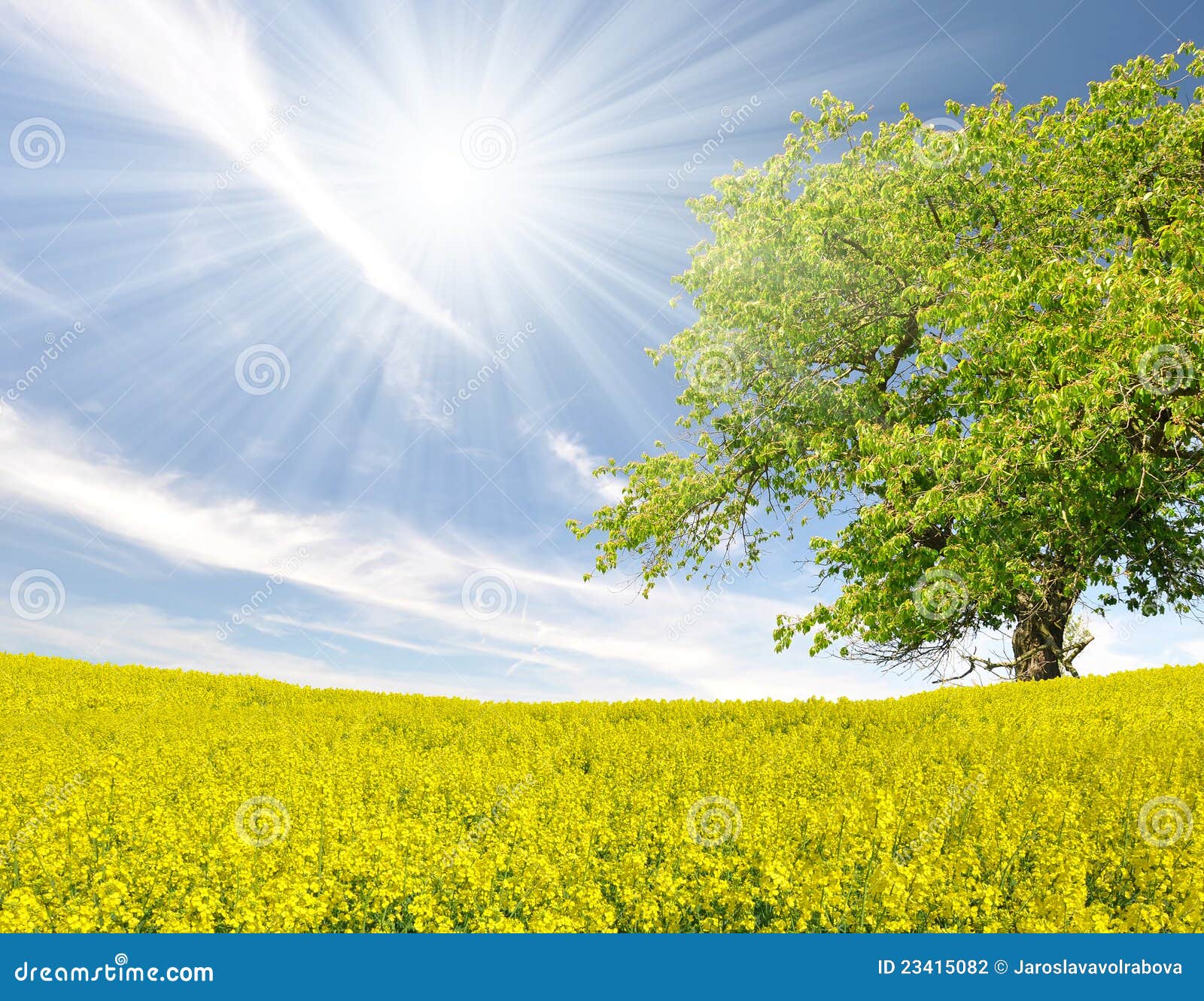 Tree in the rapeseed field stock photo. Image of scenics - 23415082