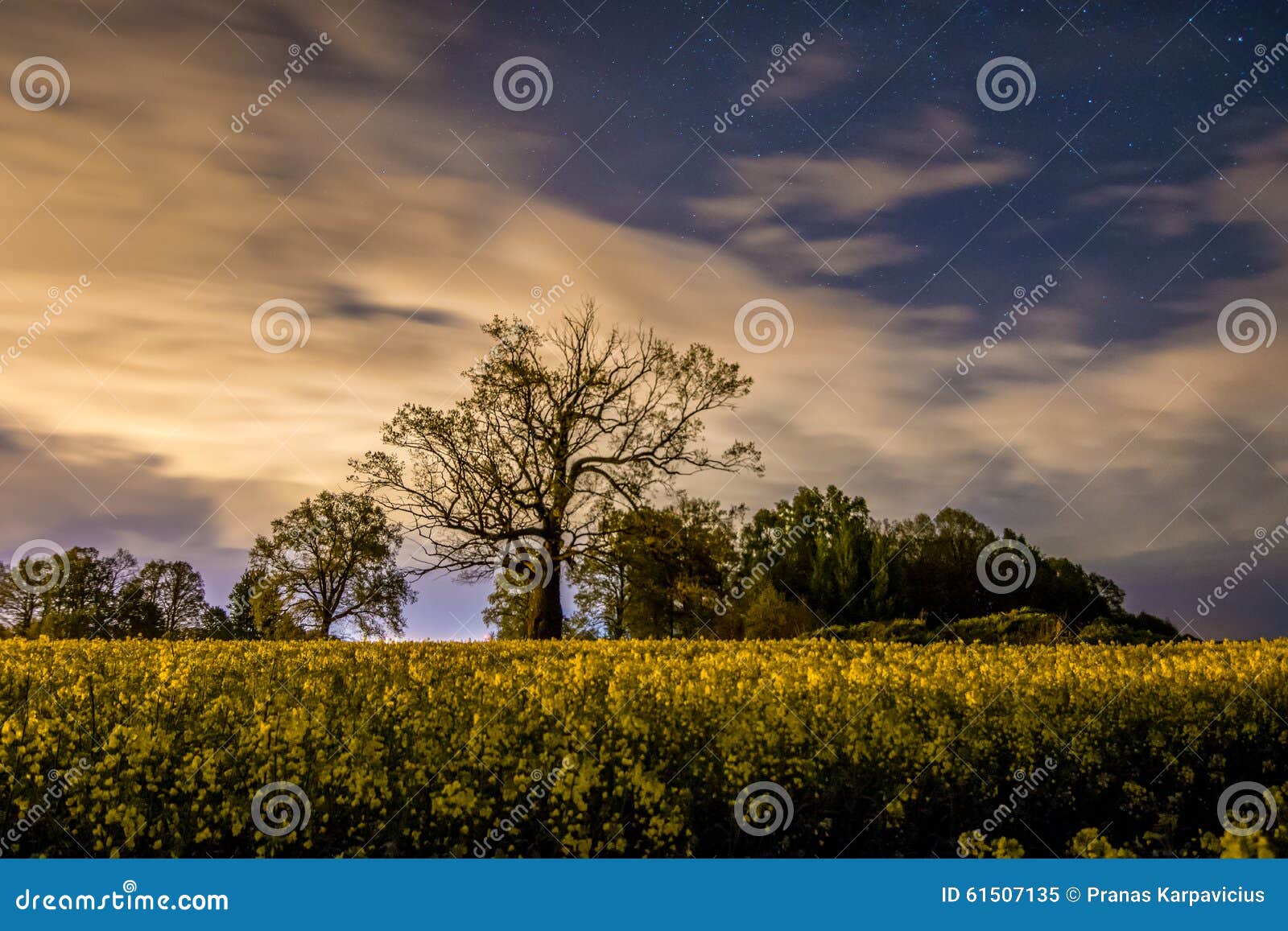 Tree in the Rapeseeds at Night Stock Image - Image of tree, night: 61507135
