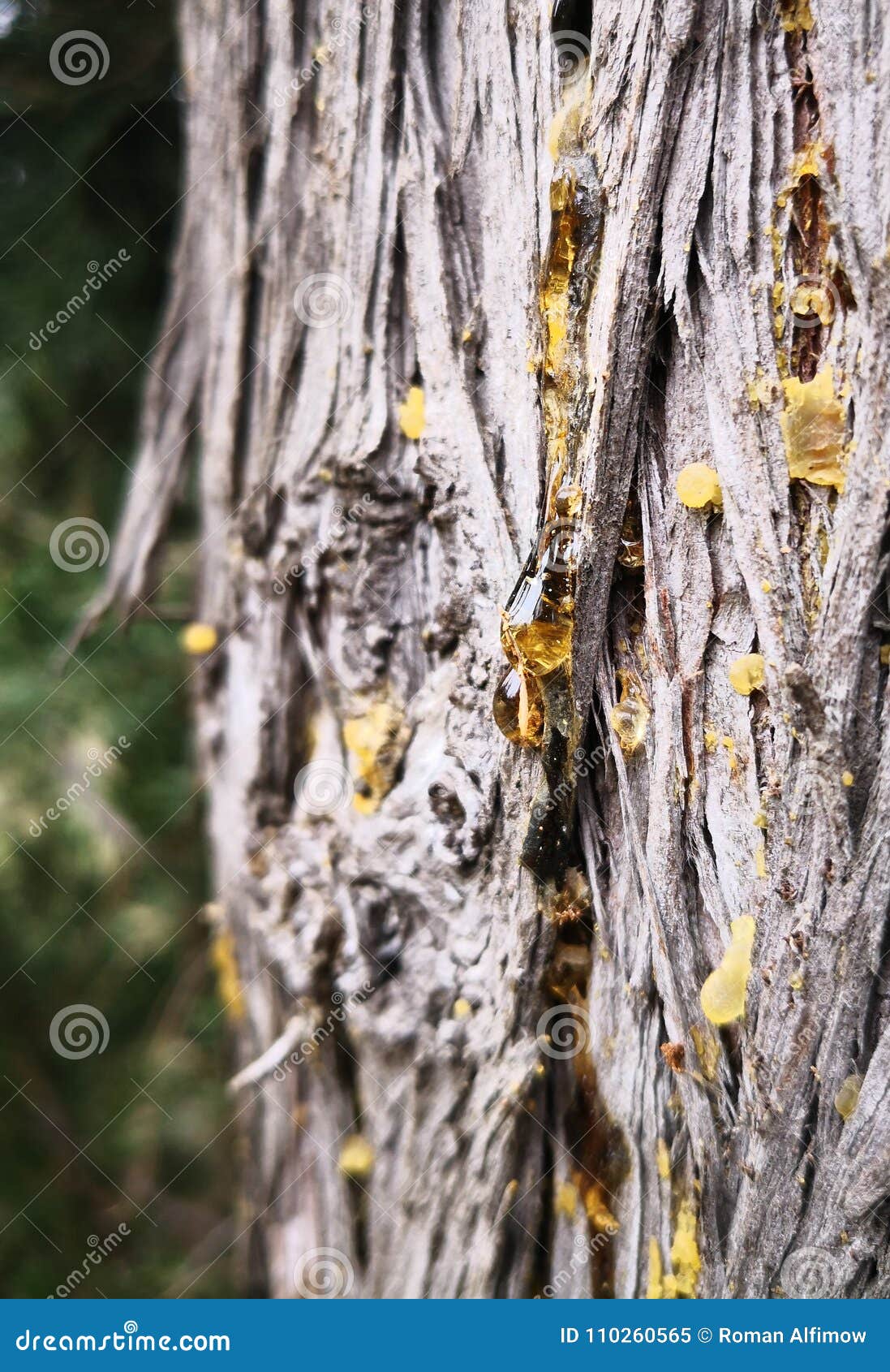 Tree resin stock image. Image of pine, forest, wild - 110260565