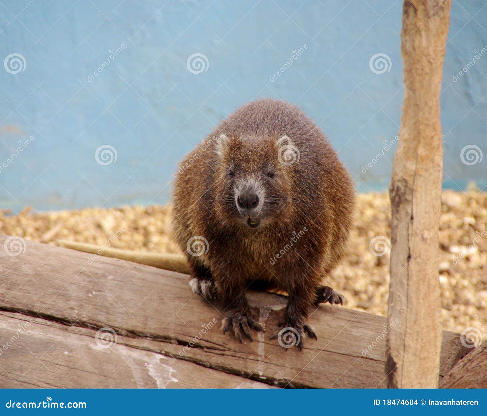 Tree rat stock photo. Image of pilorides, fauna, tree - 18474604