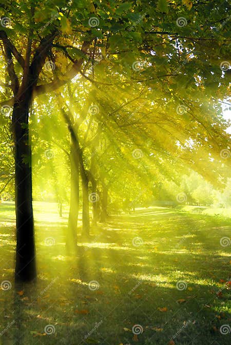 Tree with rays of light stock photo. Image of beams, divinity - 8185860