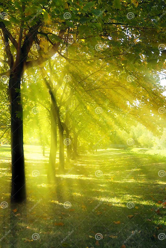 Tree with rays of light stock photo. Image of beams, divinity - 8185860