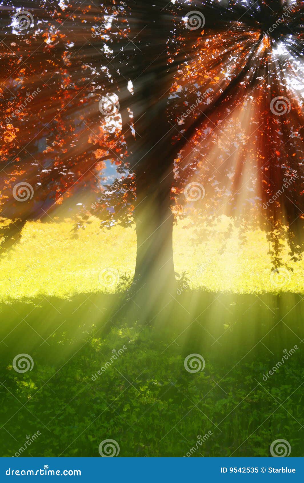 Tree with rays of sun stock image. Image of tree, environment - 9542535